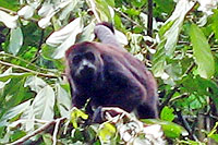 Coba Sac Be Monkey Sanctuary Tour Cozumel Tours